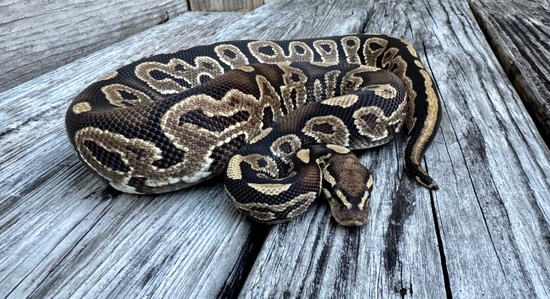 Sapphire Ball Python by Savage Constrictors