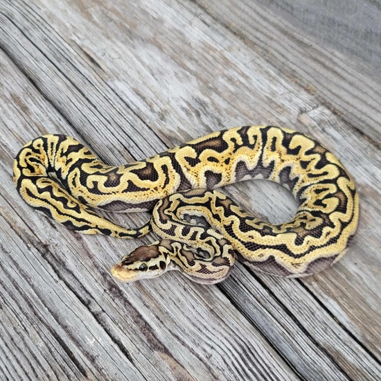 GHI Pastel Puzzle Ball Python by Savage Constrictors