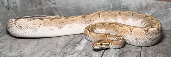 Bamboo Black Pastel Het Ultramel Ball Python by Savage Constrictors