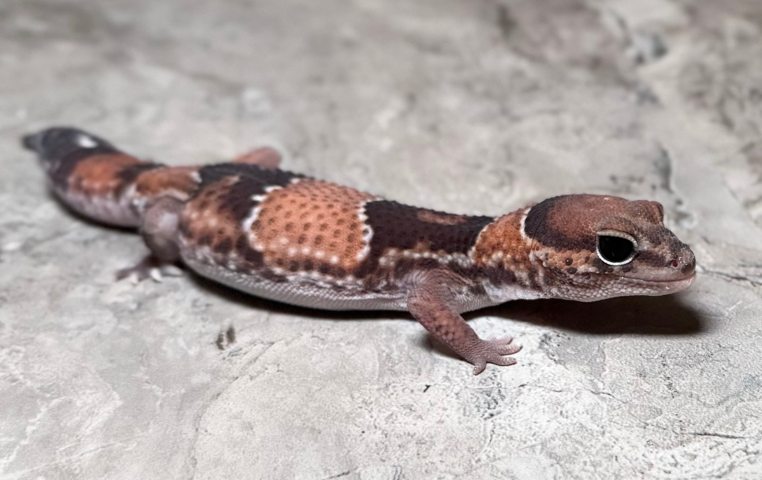 LMG lineage Peach ph Amel Zulu