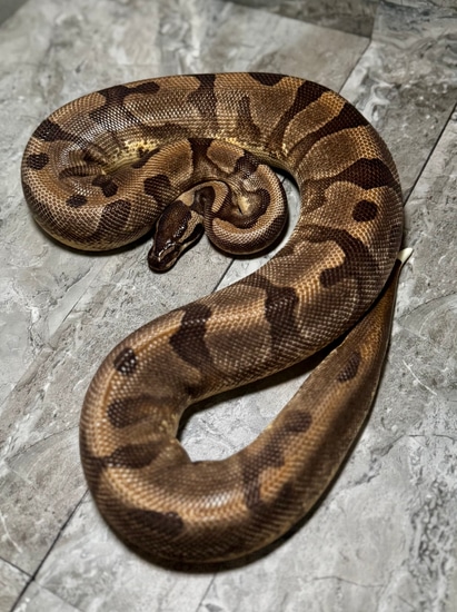 Enchi Leopard Pied Ball Python by Savage Constrictors