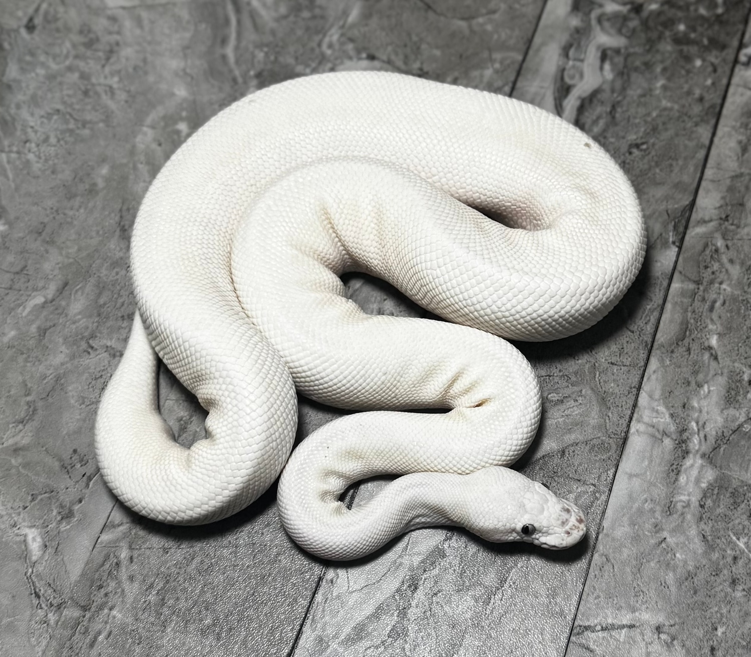 Tsk Axanthic Super Mojave Pastel