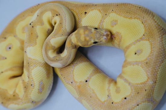 Banana Red Stripe Fire Clown Ball Python by Steelstarsreptile