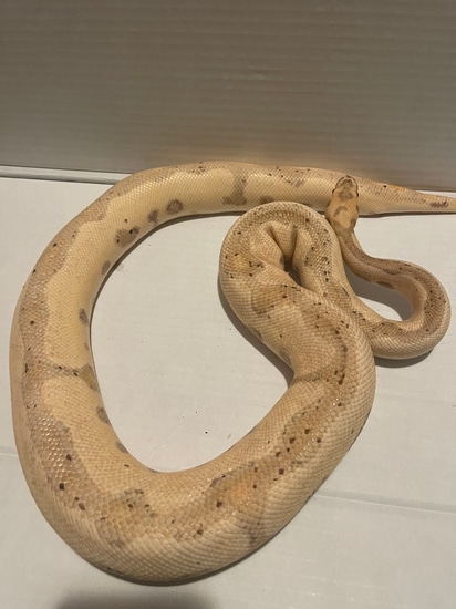 Coral Glow Leopard Clow Ball Python by Steelstarsreptile