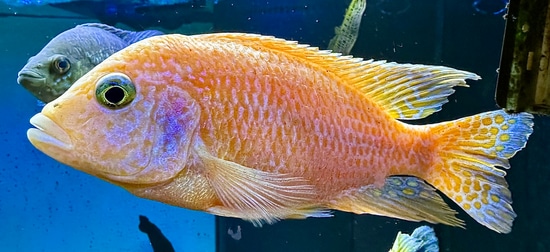 Dragon Blood Lake Malawi African by Red moon exotics