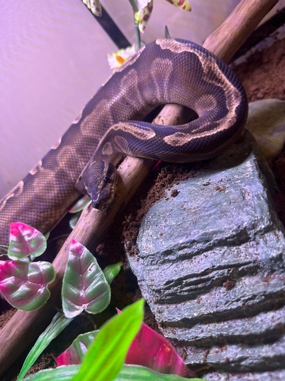 Ghi Mojave Ball Python by Savvy Reptiles LLC