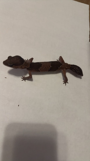 Normal AFT African Fat-Tailed Gecko by Savvy Reptiles LLC