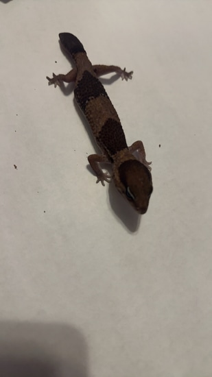 Normal African Fat-Tailed Gecko by Savvy Reptiles LLC