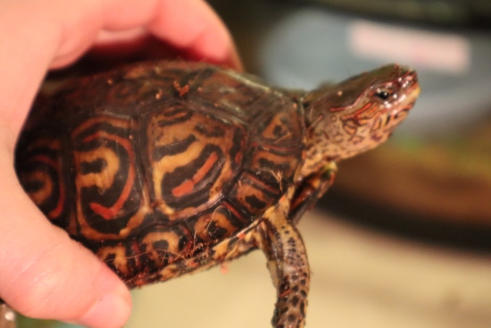 Central American Ornate Wood Turtle by Savvy Reptiles LLC