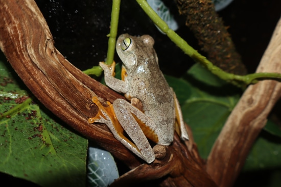 Emerald Eye Tree Frogs Other Tree Frog by Savvy Reptiles LLC