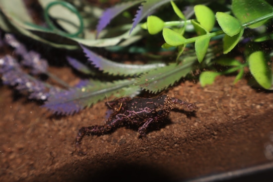 Purple Harlequin Toad by Savvy Reptiles LLC
