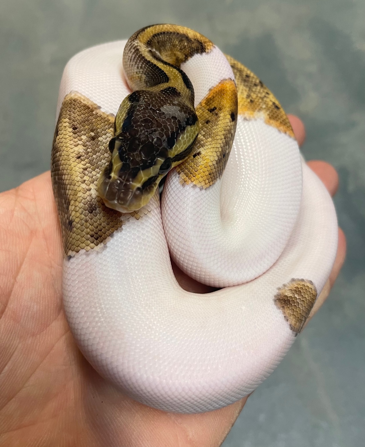 Blackhead Pastel Pied Ball Python by Sawnee Mountain Xotics - MorphMarket