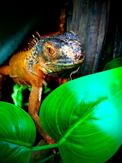Multiple Reptiles Green Iguana by The_reptile_family