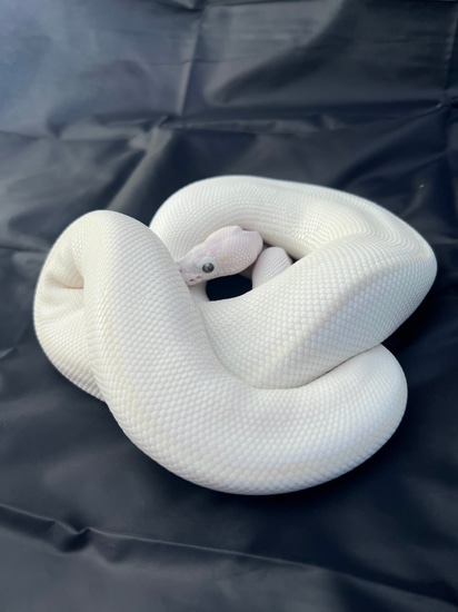 Lesser Mojave Blue Eyed Leucistic Ball Python by Sierra Baptist