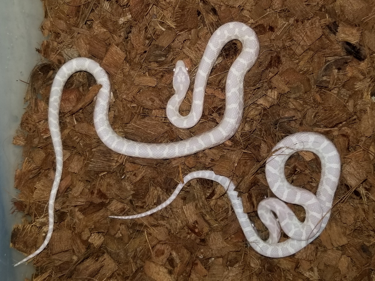 Snow Emory Pair Other Rat Snake by The BUGG Plug - MorphMarket