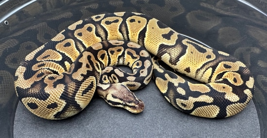 2023 Pastel Female Ball Python by The Bugg Plug