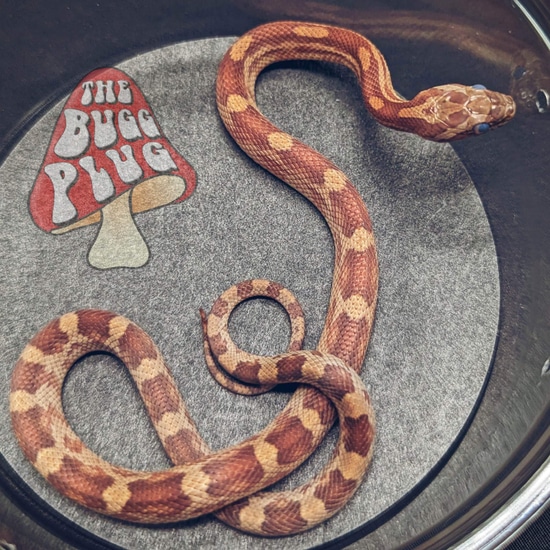 Motley Corn Snake by The Bugg Plug