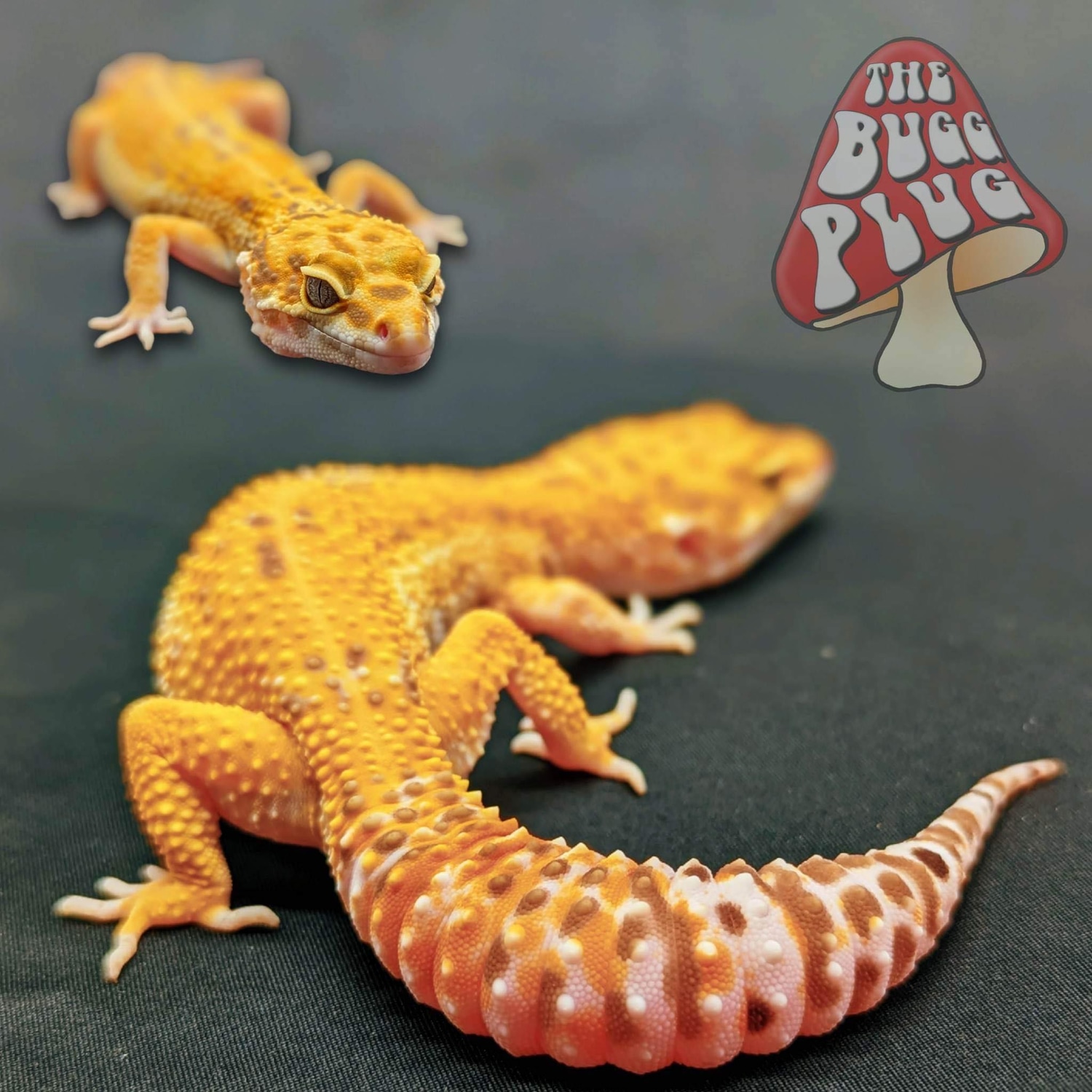 Tangerine Tremper Albino Het Murphy Patternless & Eclipse Leopard Gecko by The Bugg Plug ...