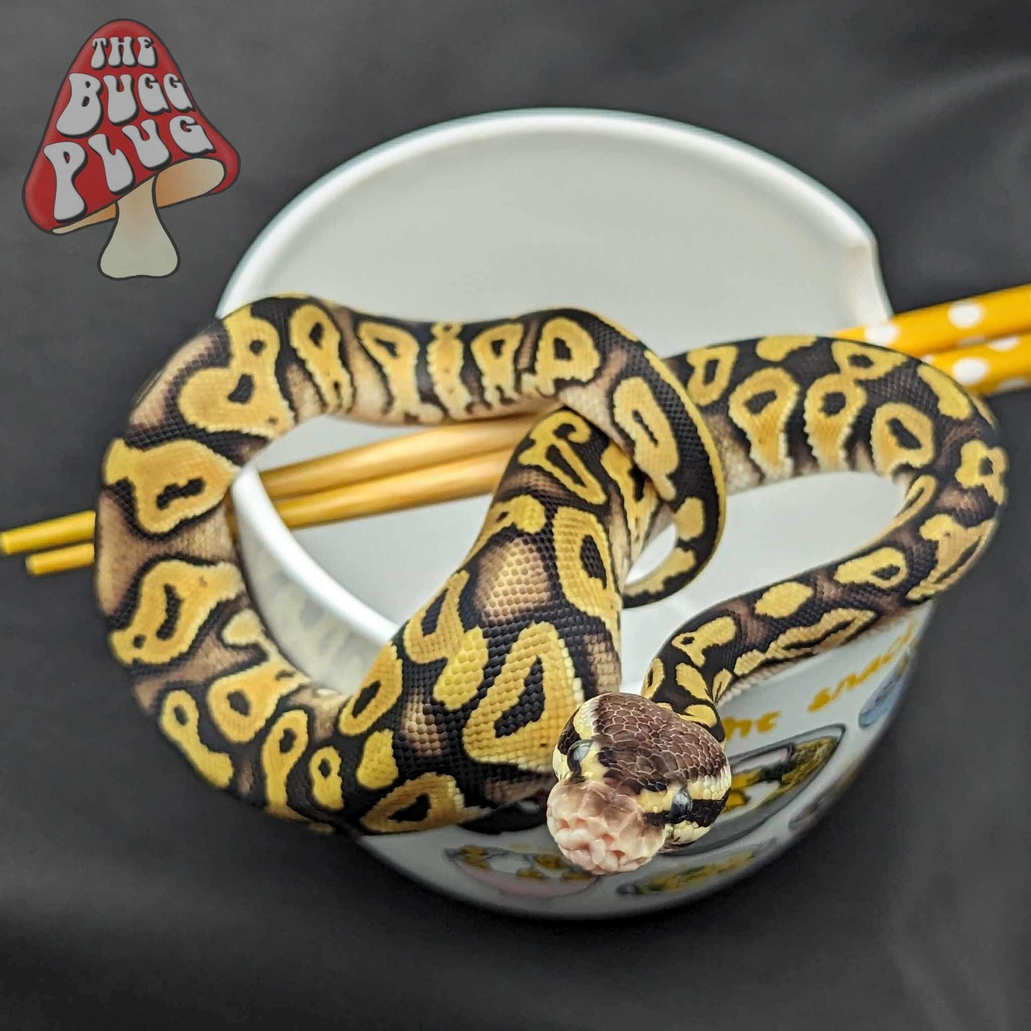Pastel Mystic Male Ball Python by The Bugg Plug - MorphMarket