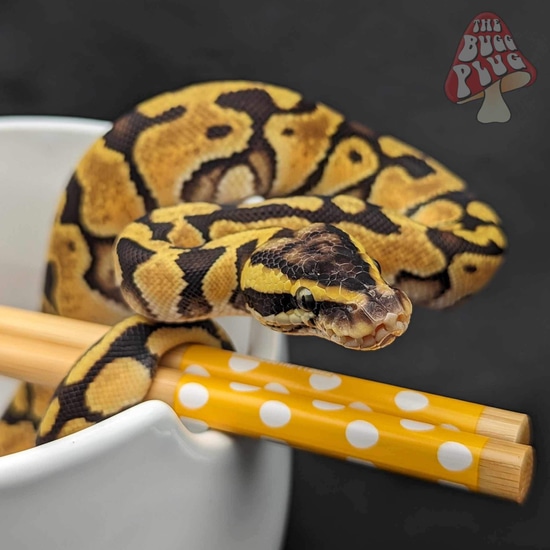 2023 Pastel Enchi Male Ball Python by The Bugg Plug