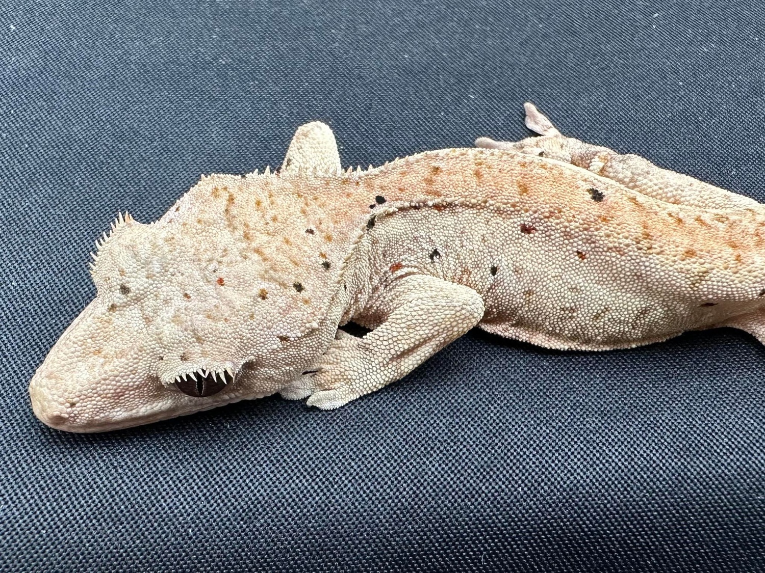 #71 Confetti Dalmation Female Crested Gecko by The Bugg Plug - MorphMarket