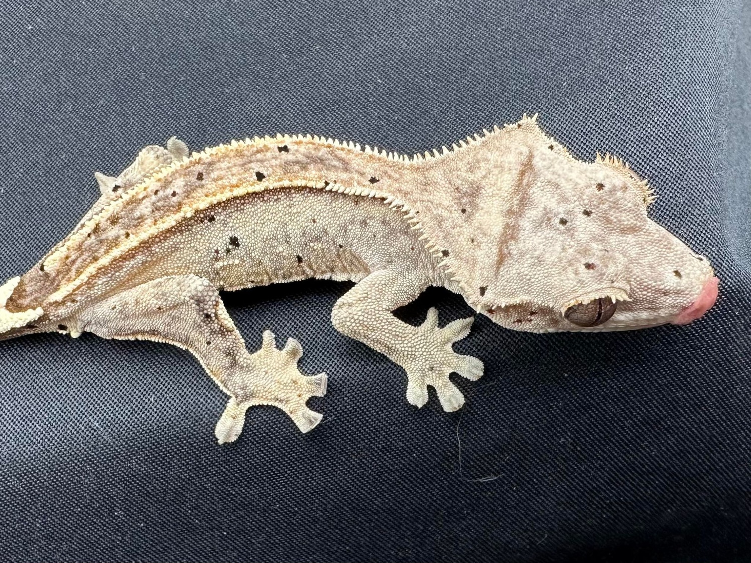 #84 Pinstripe Dalmation Crested Gecko by The Bugg Plug - MorphMarket