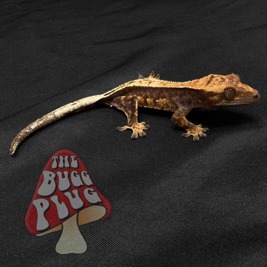 #165 Harlequin Crested Gecko by The Bugg Plug