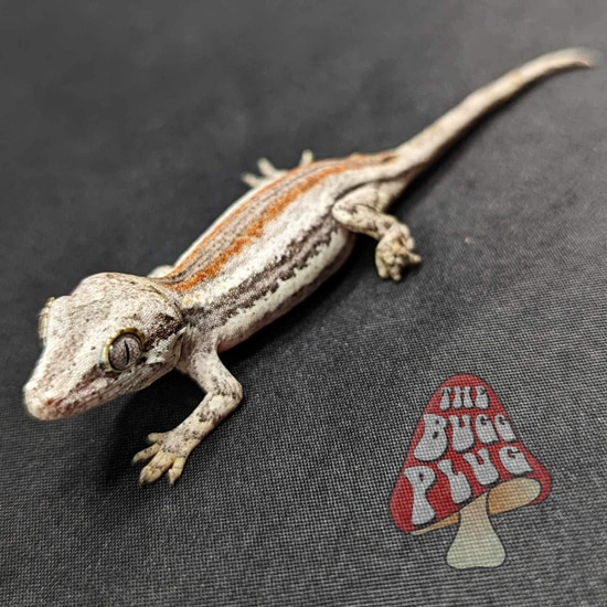 6/29/23 Red Stripe Gargoyle Gecko Unsexed (IRIS) by The Bugg Plug