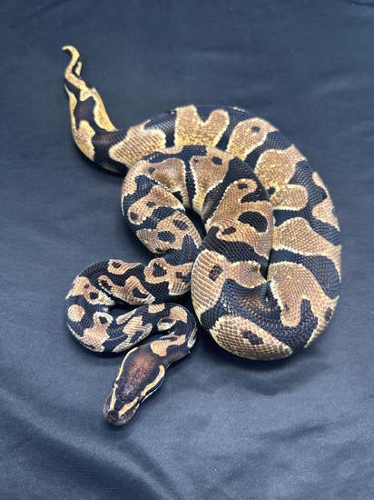 2022 Orange Dream PDH Dreamsicle Male Ball Python by The Bugg Plug