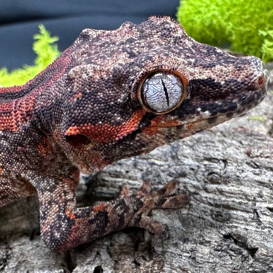 3/20/23 High Red Stripe Pos Phantom Eye Male {DEADPOOL LINE} Gargoyle ...