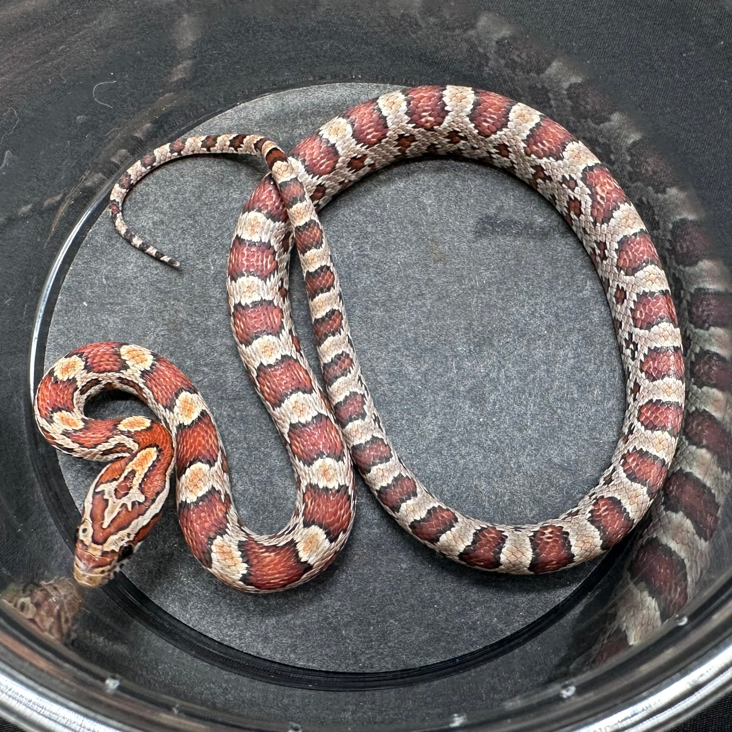 2023 Normal Het Sunkissed Amel 66%ph Anery 50%ph Lava Female Corn Snake by The Bugg Plug ...