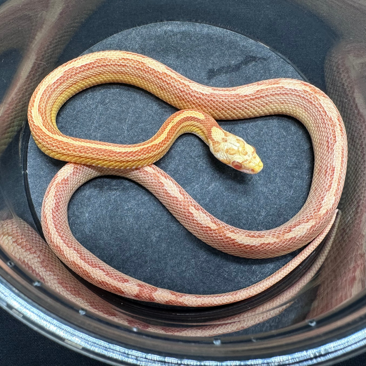 2023 Amel Motley Female Corn Snake by The Bugg Plug - MorphMarket