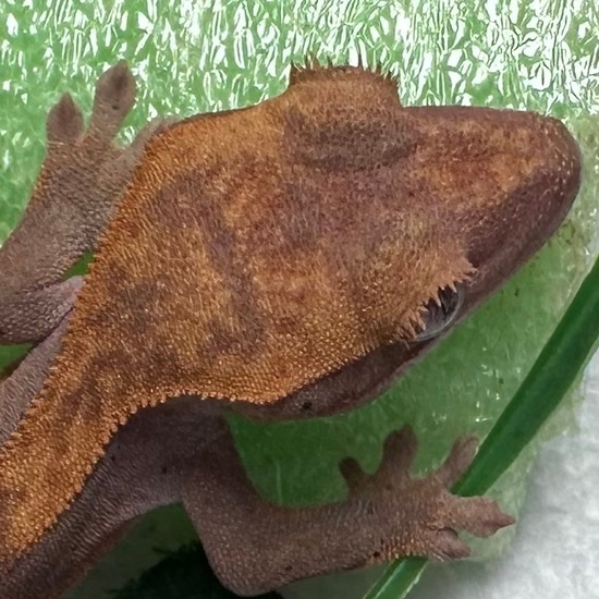 Genetic Hypo {NEW MORPH] Crested Gecko by The Bugg Plug