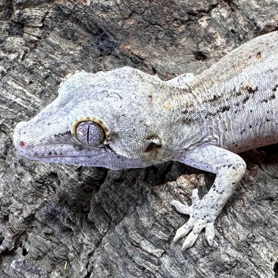 (Low Reserve) Amazing!!! Stripe Gargoyle Gargoyle Gecko by The Bugg Plug