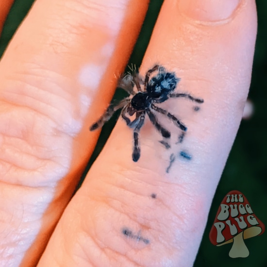 Caribena Versicolor ~ Antilles Pinktoe Sling Tarantula by The Bugg Plug