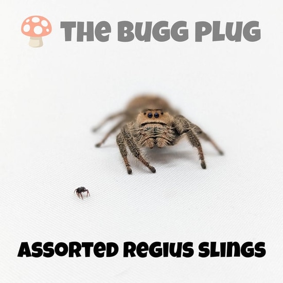 Phidippus Regius ~ Regal Jumping Spider Sling (Assrt) by The Bugg Plug