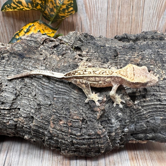 *#123 6/22/23 Partial Quad Pinstripe Crested Gecko by The Bugg Plug