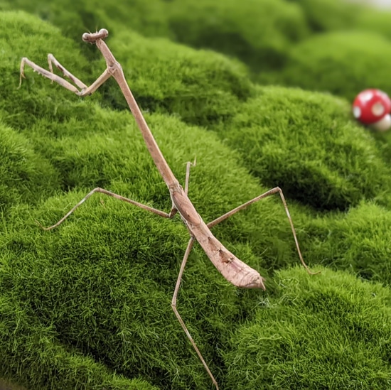 E. Heteroptera ~ The Giraffe Mantis by The Bugg Plug