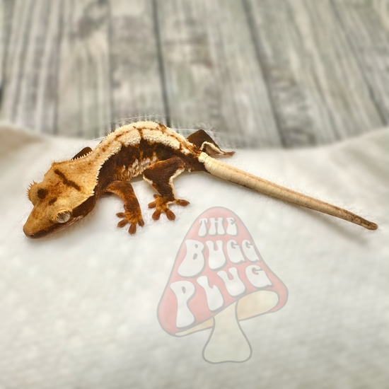 #2 10/1/23 Genetic Hypo Lilly White Crested Gecko by The Bugg Plug