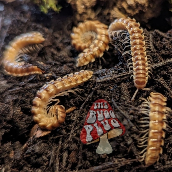 Yellow Dragon Millipede 5ct ~ Orthomorpha Subkarschi by The Bugg Plug