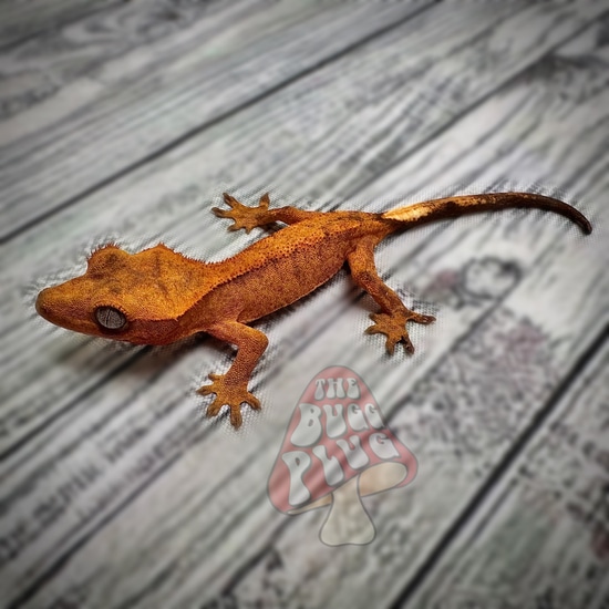 *8/20/23 Genetic Hypo Tiger Crested Gecko by The Bugg Plug