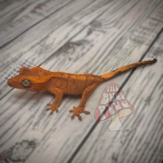 10/1/23 Genetic Hypo Tiger Crested Gecko by The Bugg Plug