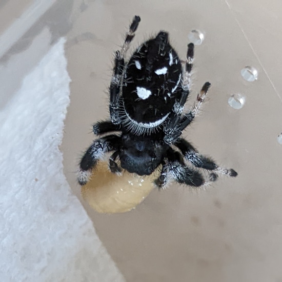 MALE Regal Jumping Spiders - P. Regius by The Bugg Plug