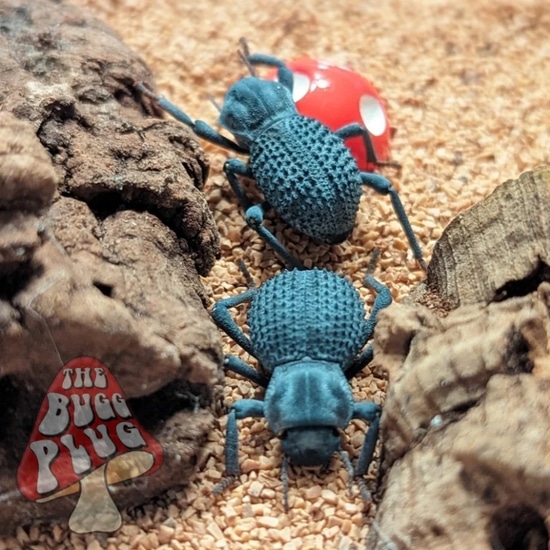 Blue Death Feigning Beetles ~ Asbolus Verucosus by The Bugg Plug