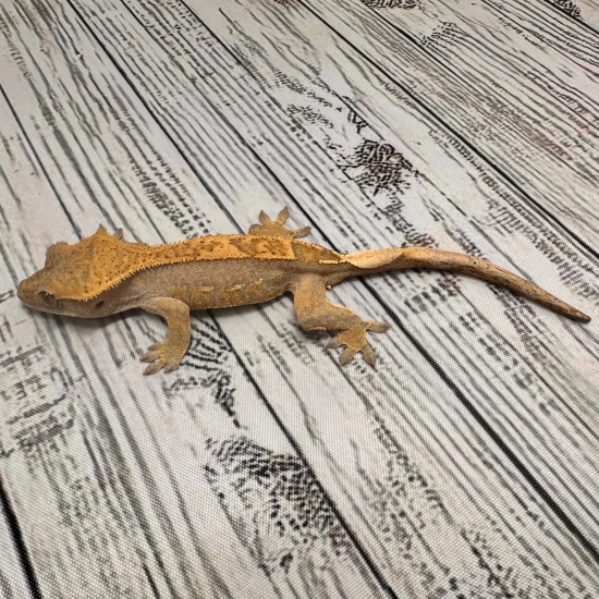 #240 Harlequin Male Crested Gecko by The Bugg Plug