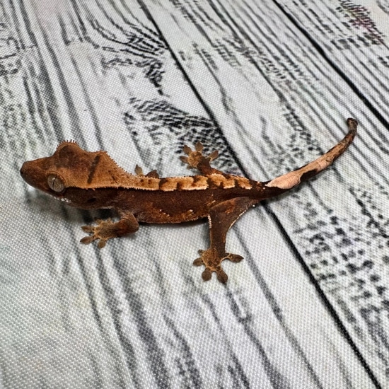 O2 Baby Crested Gecko by The Bugg Plug