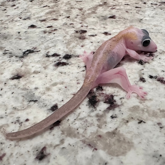 Blizzard (Super Genetic Hypo) Crested Gecko Male by The Bugg Plug