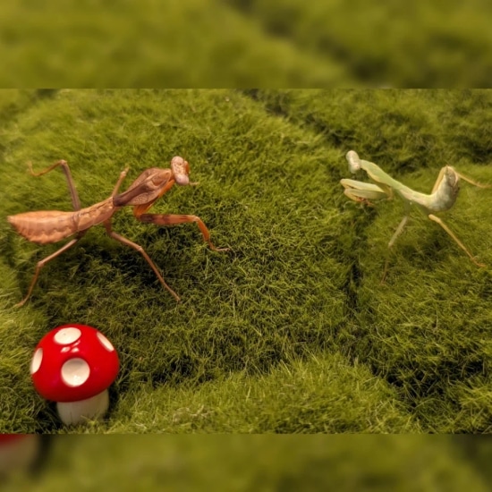 Timor Shield Mantis ~ Rhombodera Kirbyi by The Bugg Plug