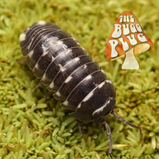 Armadillidium Corcyraeum Isopod 10ct by The Bugg Plug