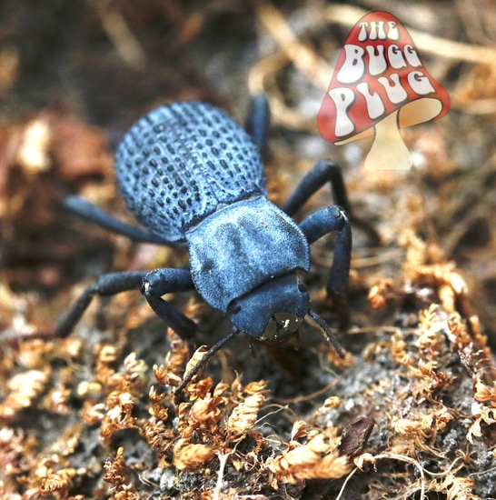 Blue Death Feigning Beetles - Asbolus Verucosus (2 Ct) by The Bugg Plug